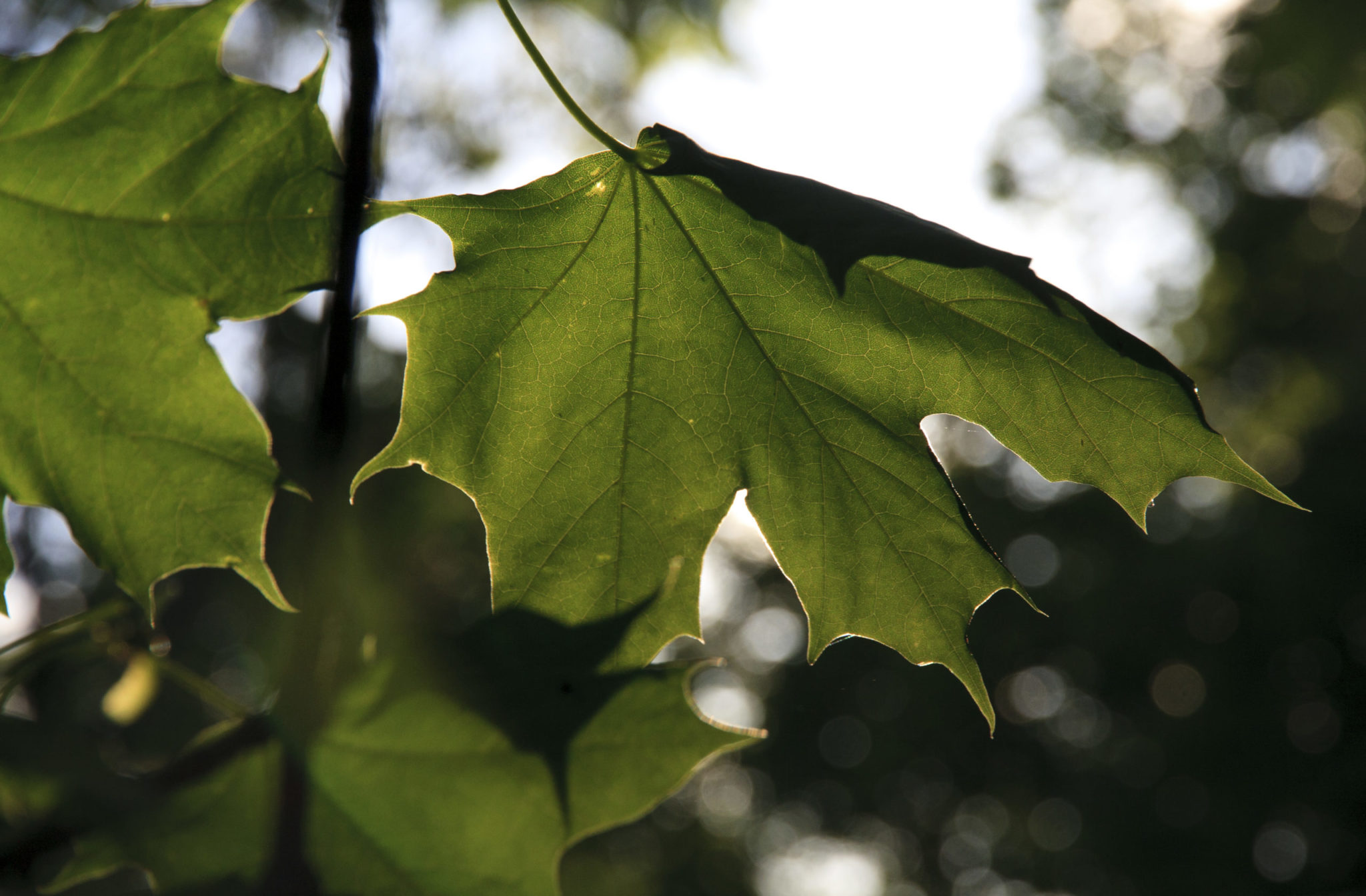 vaahtera | Kuvia | Visual Finland -kuvapankki