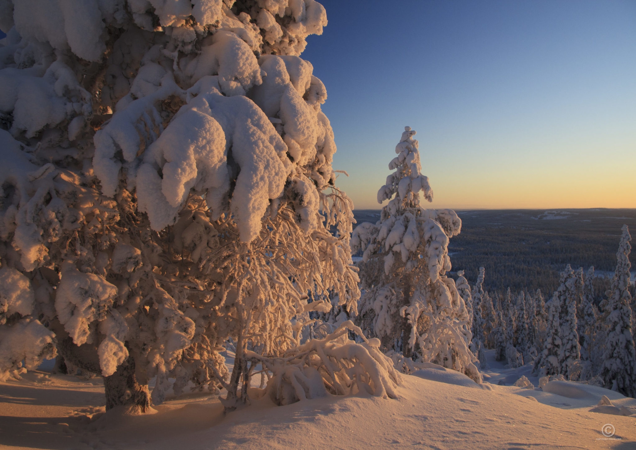 Kuusi (kuusipuu) | Kuvia kuusista | Visual Finland -kuvapankki