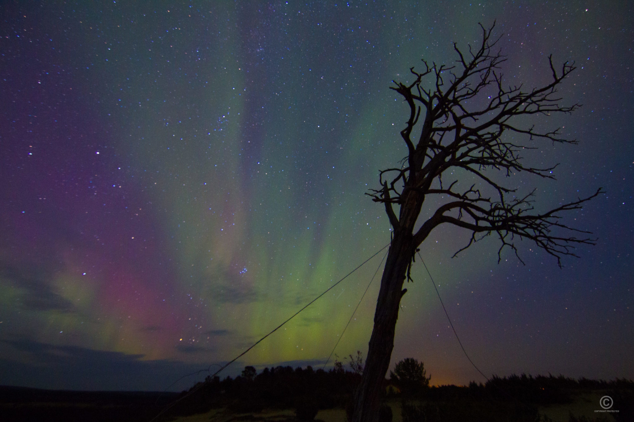 Kuva: revontulet ja kuuluisa puu - Vuontisjärvi, Enontekiö - Visual Finland