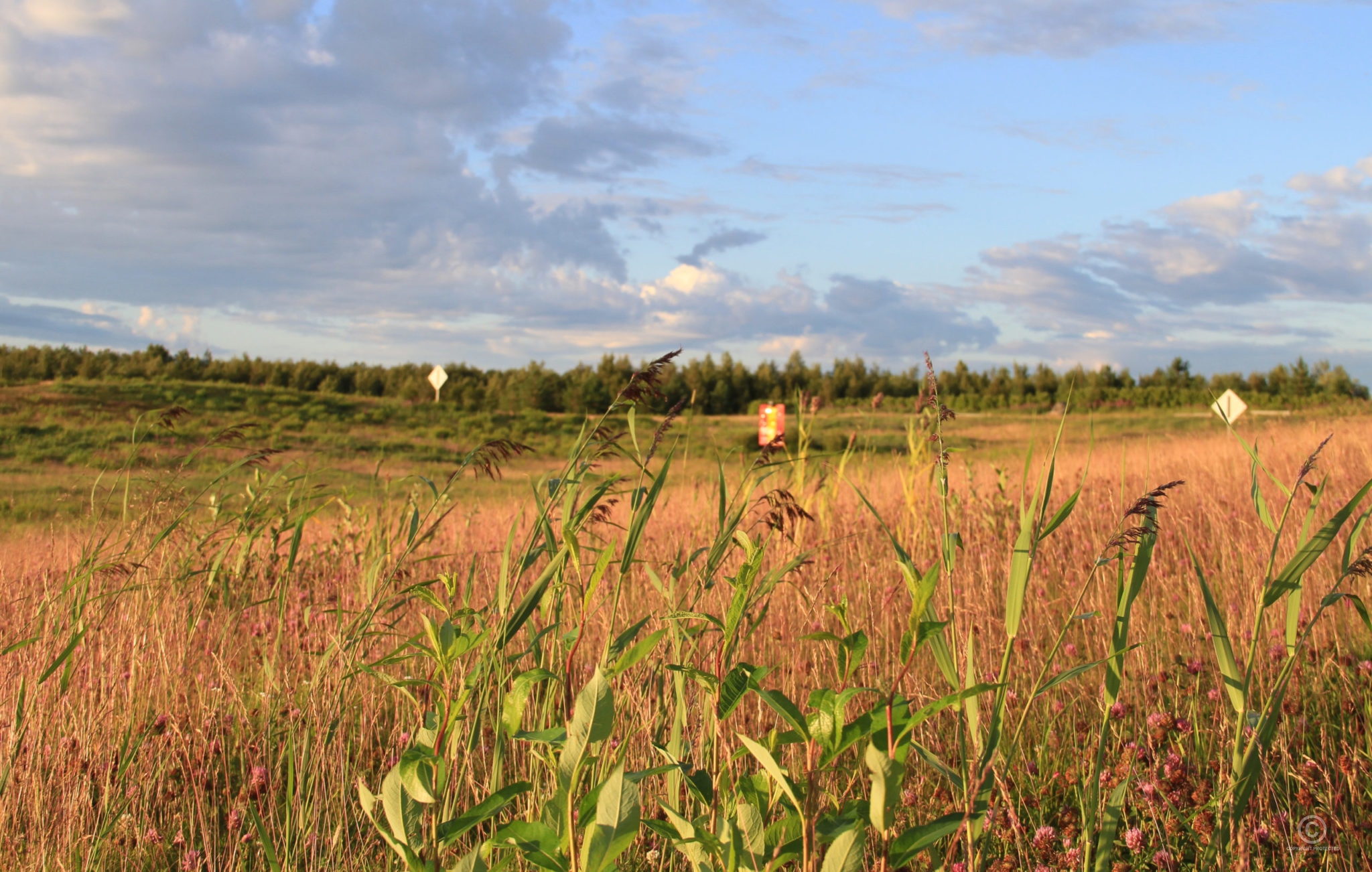 Kuva: maisema Meri-Toppilan puistoon kesällä, Oulu - Visual Finland